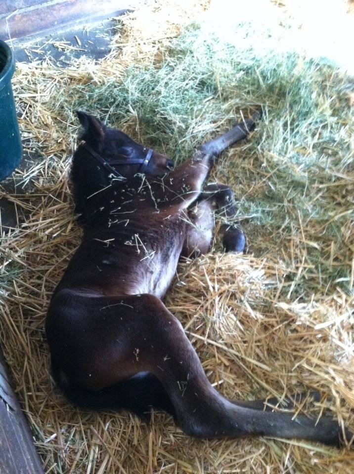 Rocking P Ranch - About Us