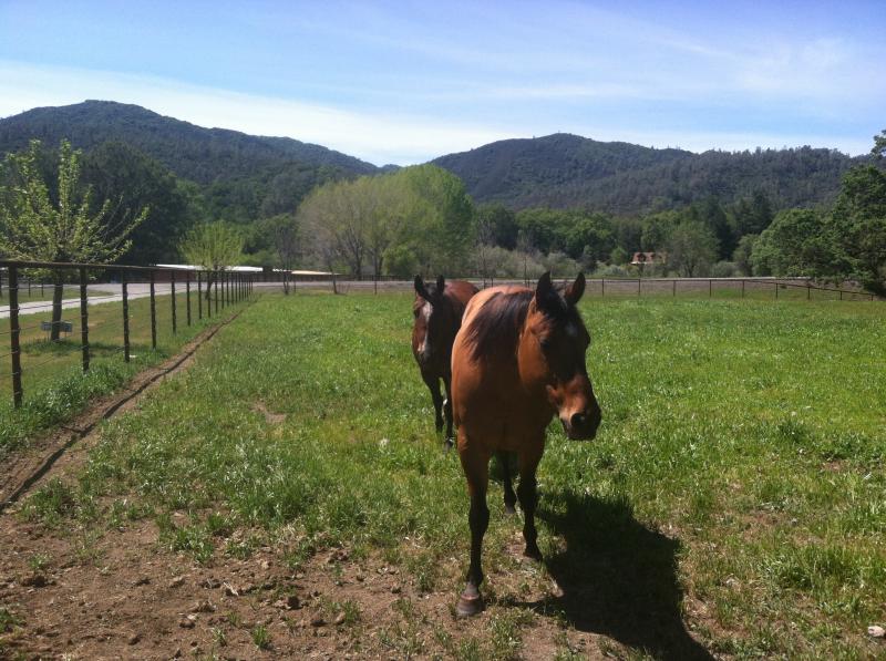 Rocking P Ranch - Home