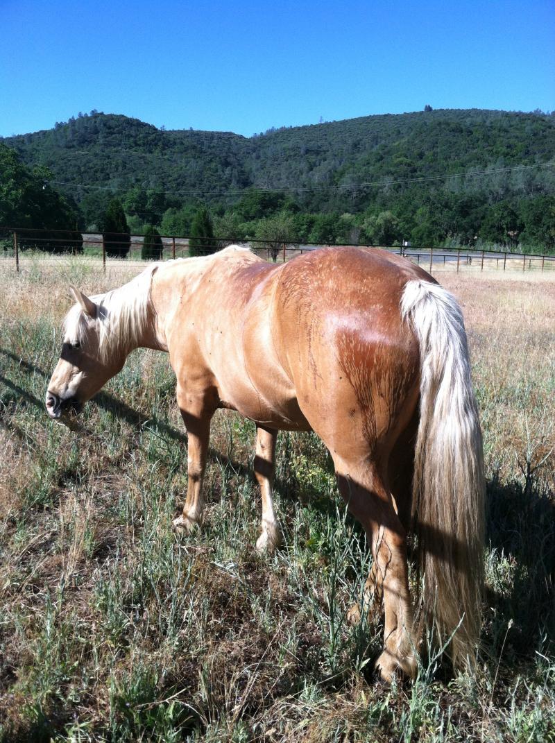 Rocking P Ranch - About Us