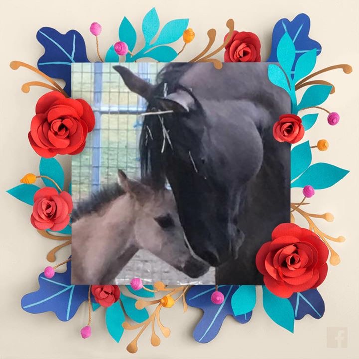 Rocking P Ranch - Home