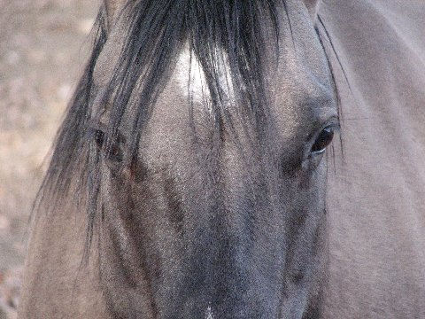 Rocking P Ranch - About Us