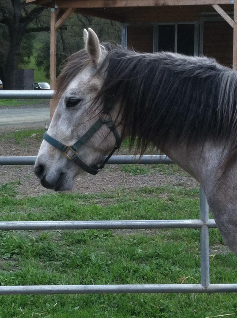 Rocking P Ranch - About Us